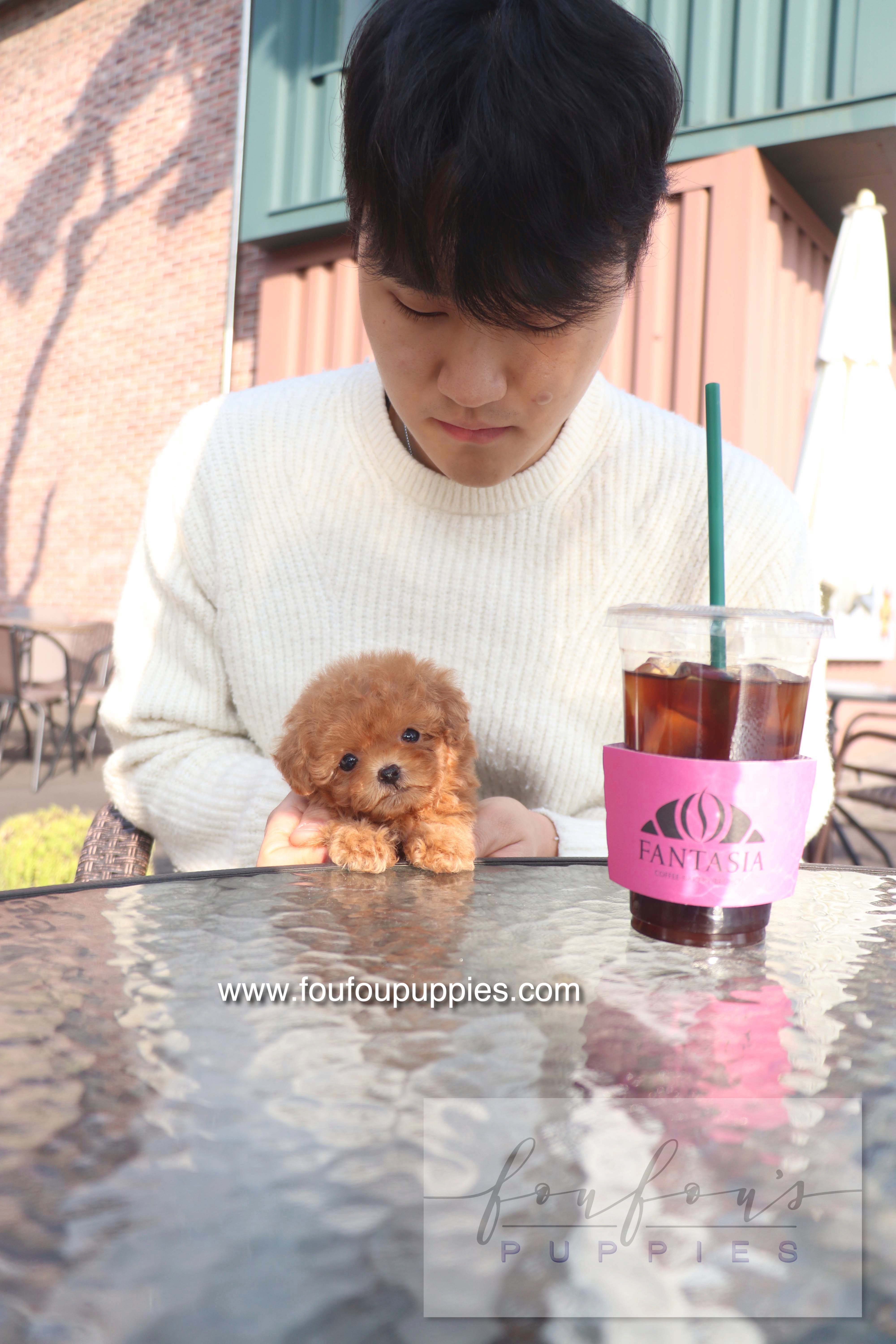 Is a Teacup Puppy Right for You? Questions to Ask Before You Adopt – Foufou Puppies