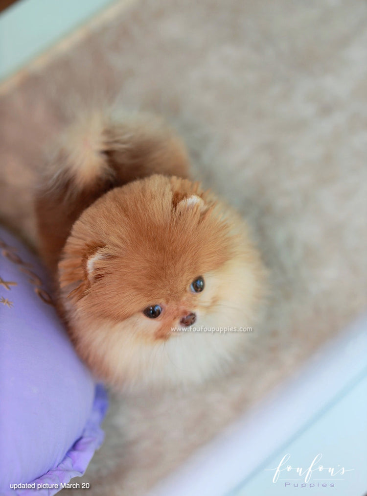 All About Pomeranian Colors and Eye Colors: A Comprehensive Guide ...