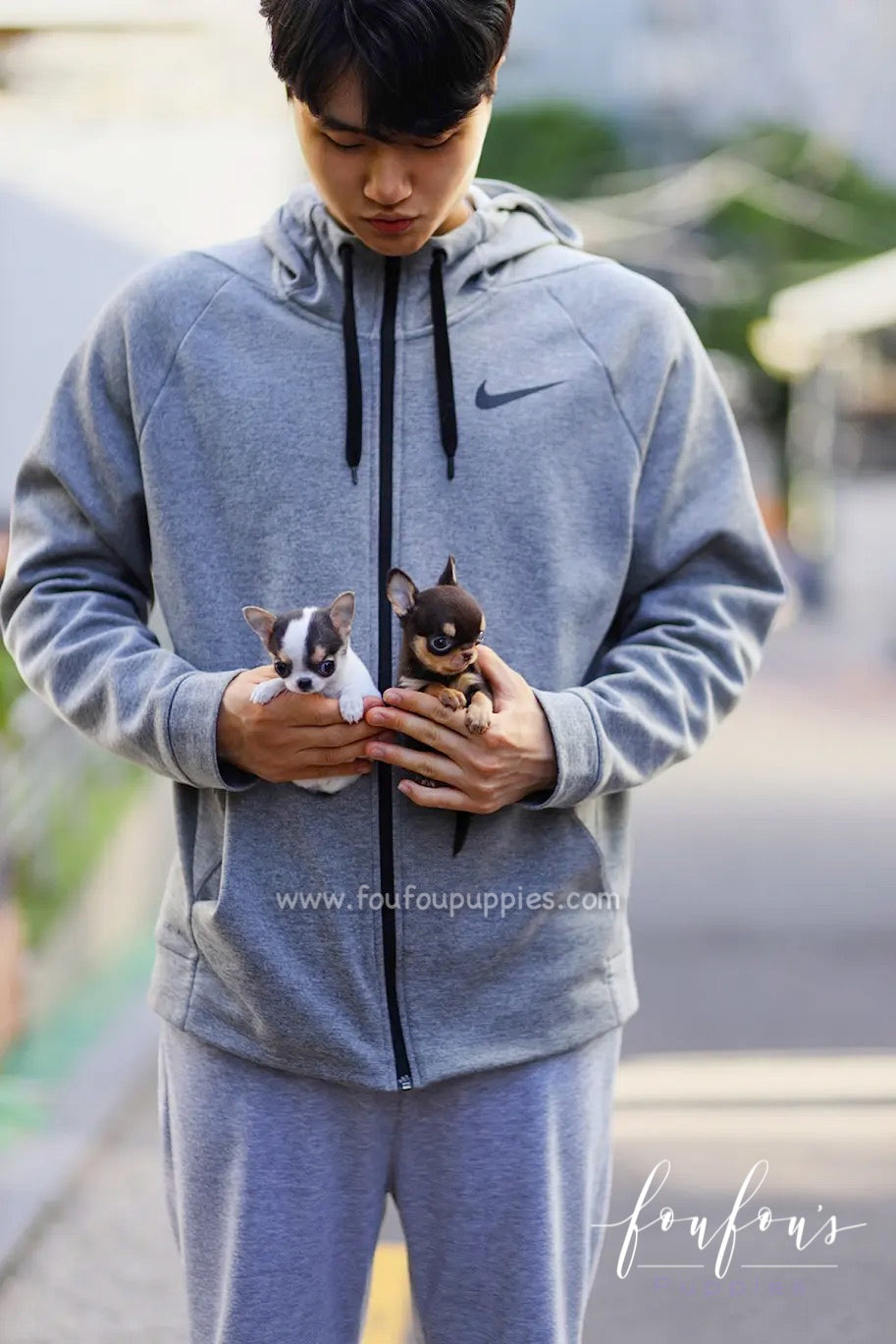 Choco - Chihuahua f. – Foufou Puppies