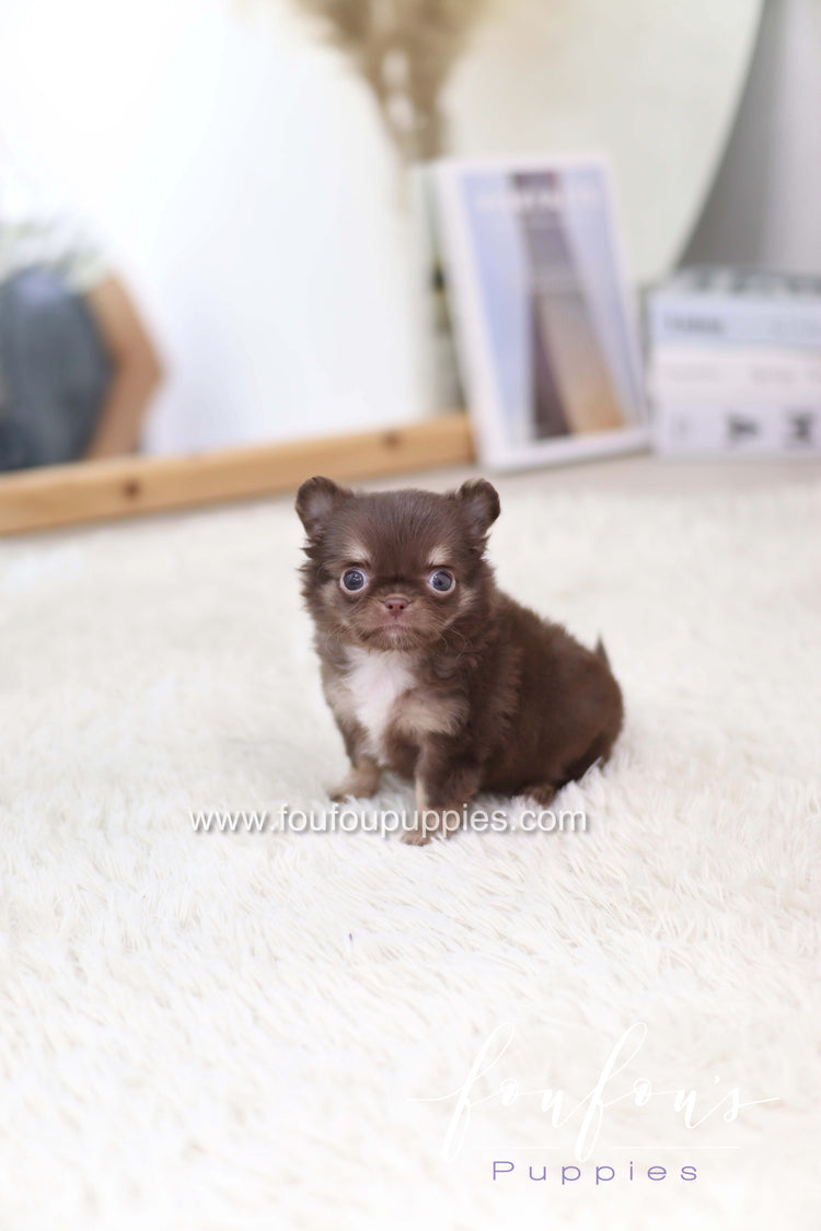 Teacup Puppies | Teacup Puppy for Sale | Miniature Toy Dogs – Foufou ...