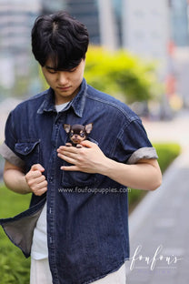 Choco - Chihuahua f. – Foufou Puppies