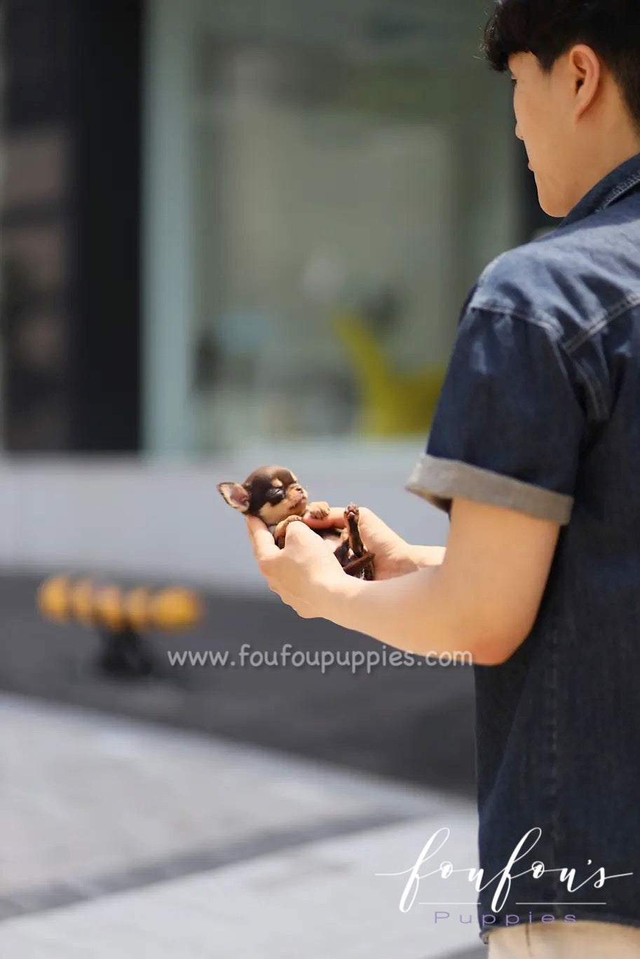 Choco - Chihuahua f. – Foufou Puppies