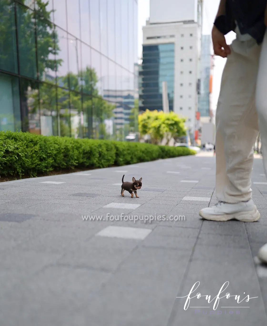 Choco - Chihuahua f. – Foufou Puppies