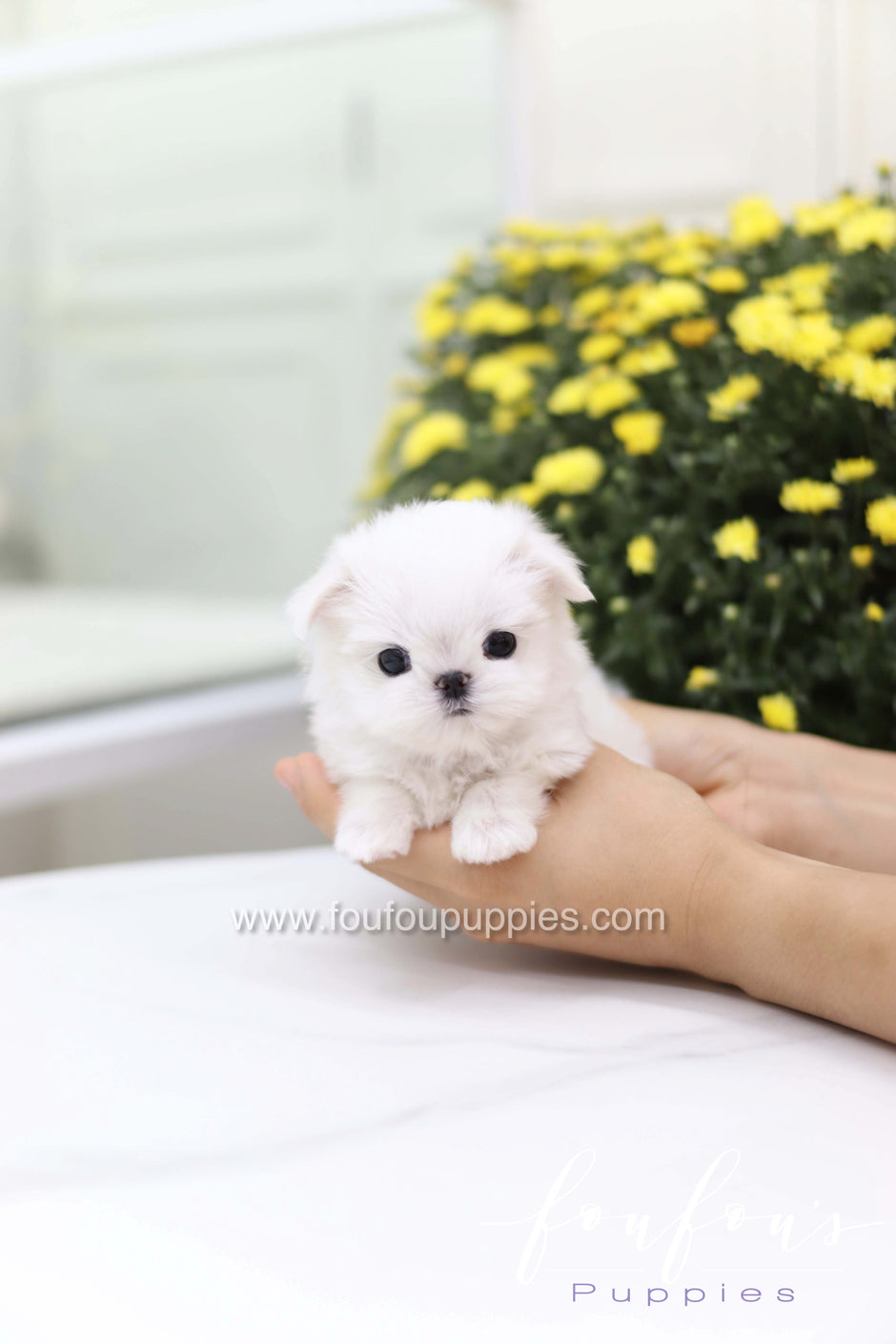 Teacup Puppies | Teacup Puppy for Sale | Miniature Toy Dogs – Foufou ...