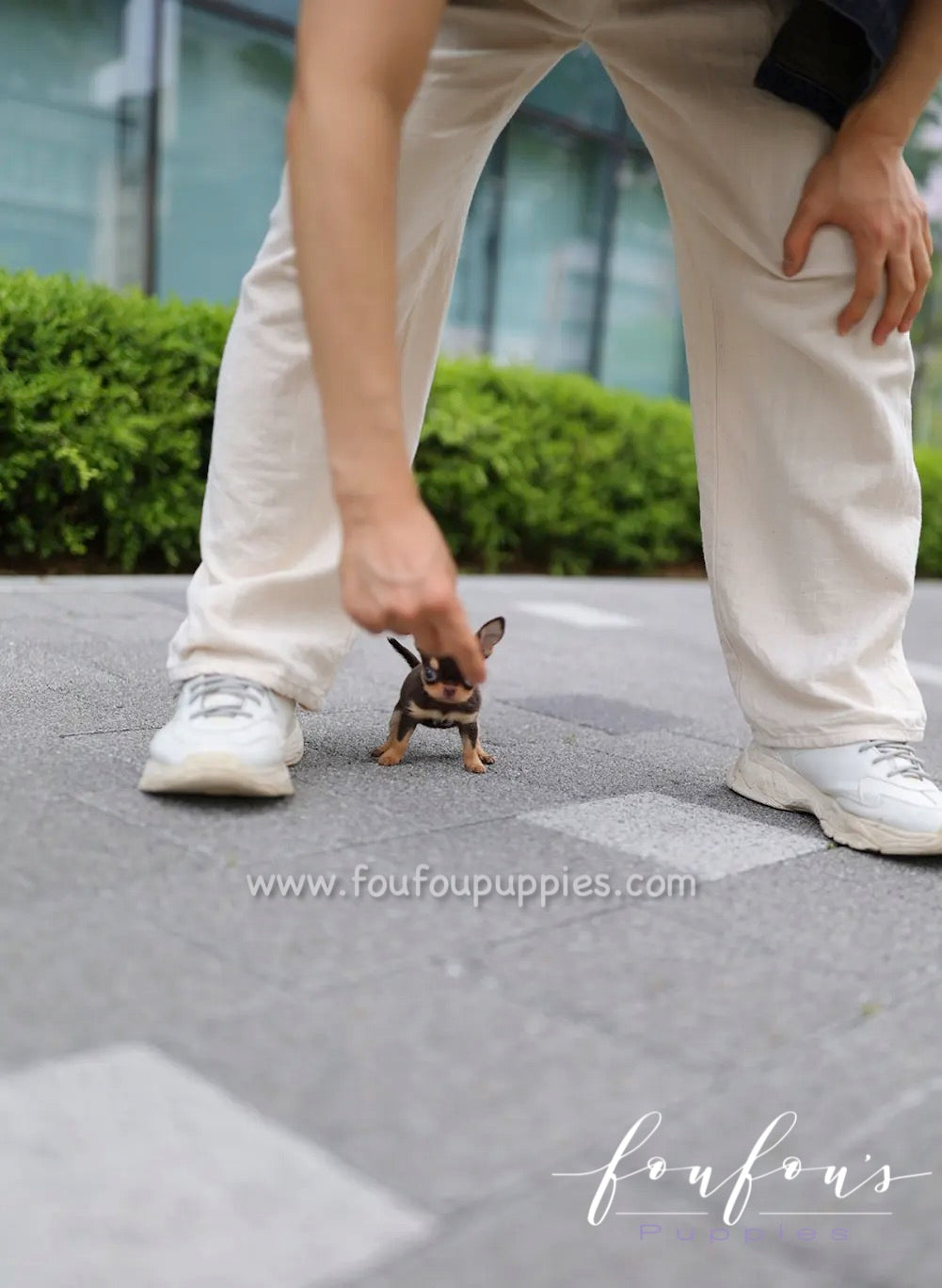 Choco - Chihuahua f. – Foufou Puppies