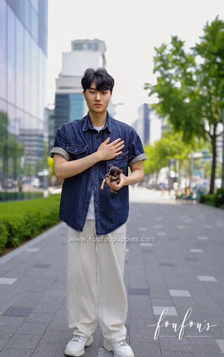 Choco - Chihuahua f. – Foufou Puppies