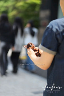 Choco - Chihuahua f. – Foufou Puppies