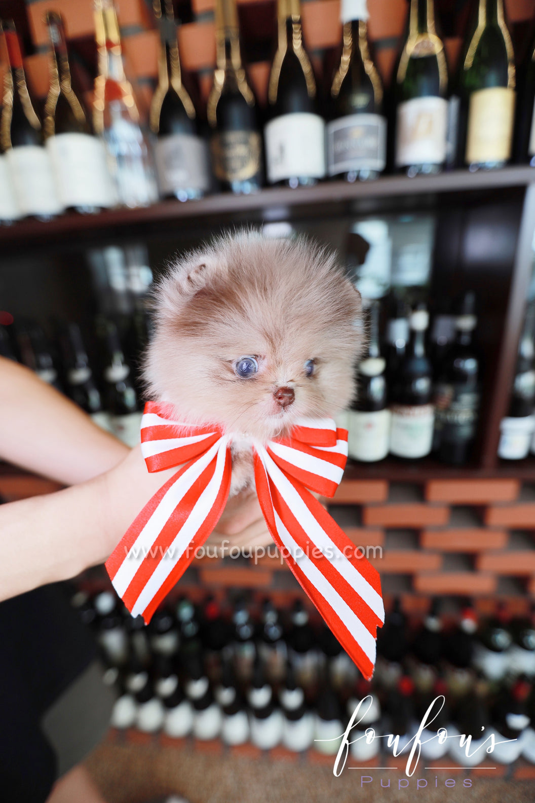 Teacup Pomeranian Puppies for Sale | Micro Toy Pomsky – Page 2 – Foufou ...