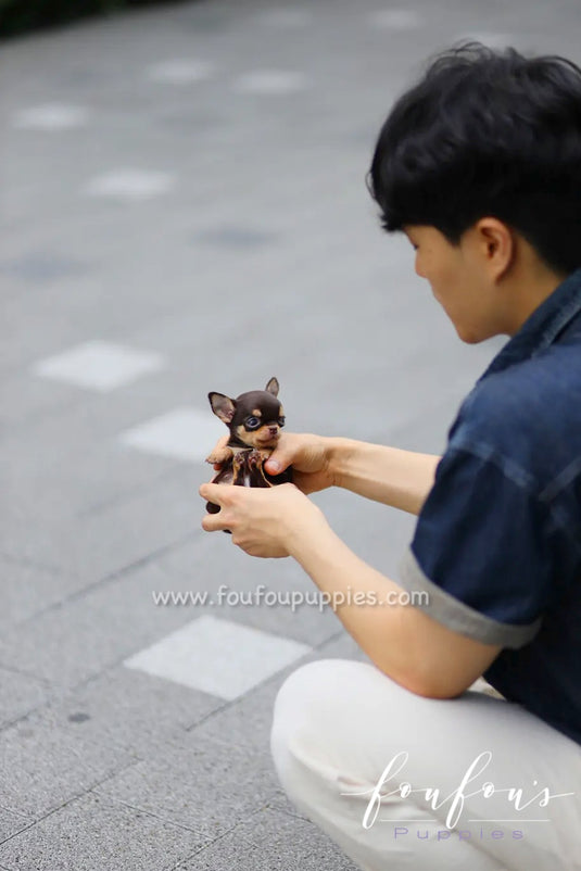 Choco - Chihuahua f. – Foufou Puppies