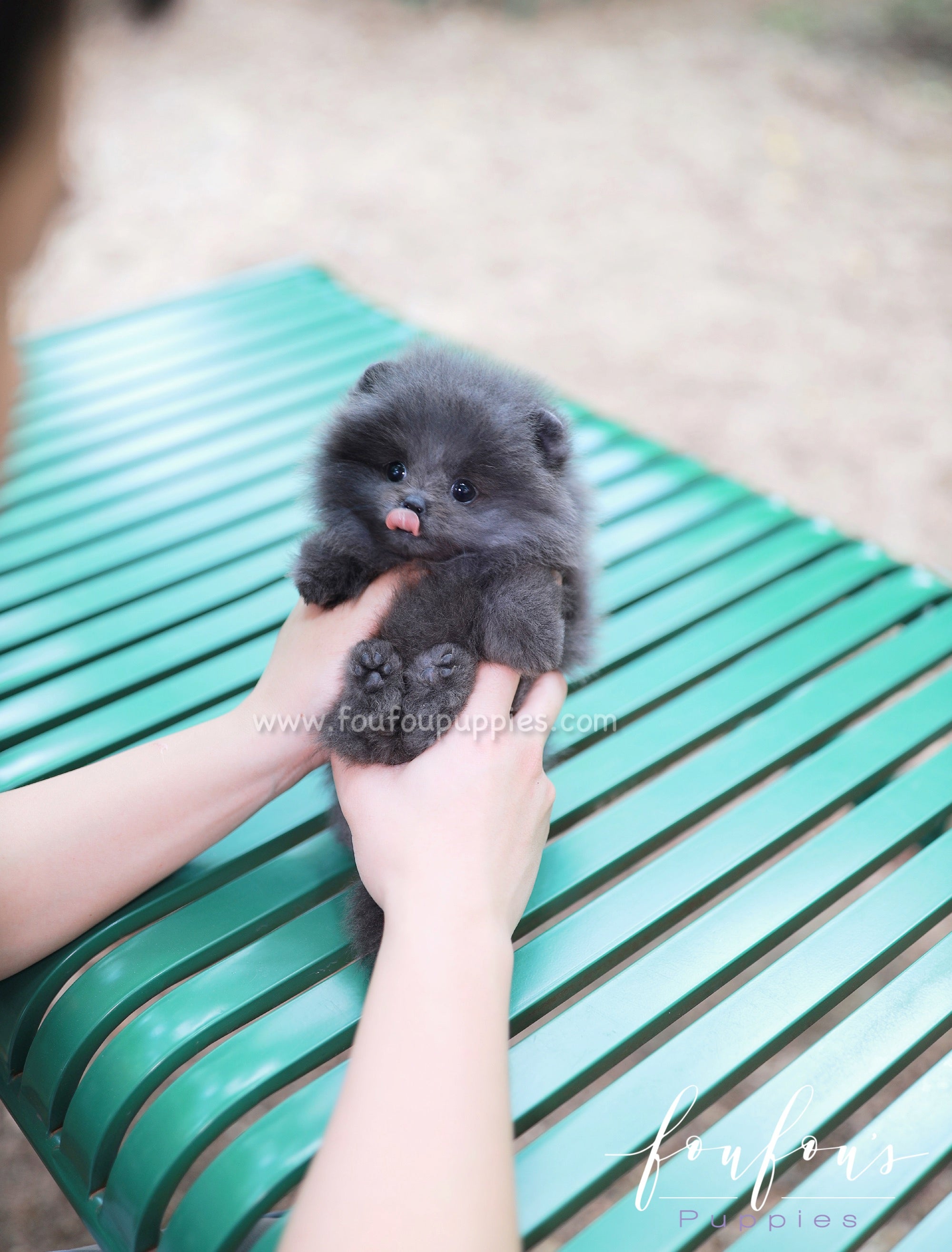 Bluey - Pomeranian M. – Foufou Puppies