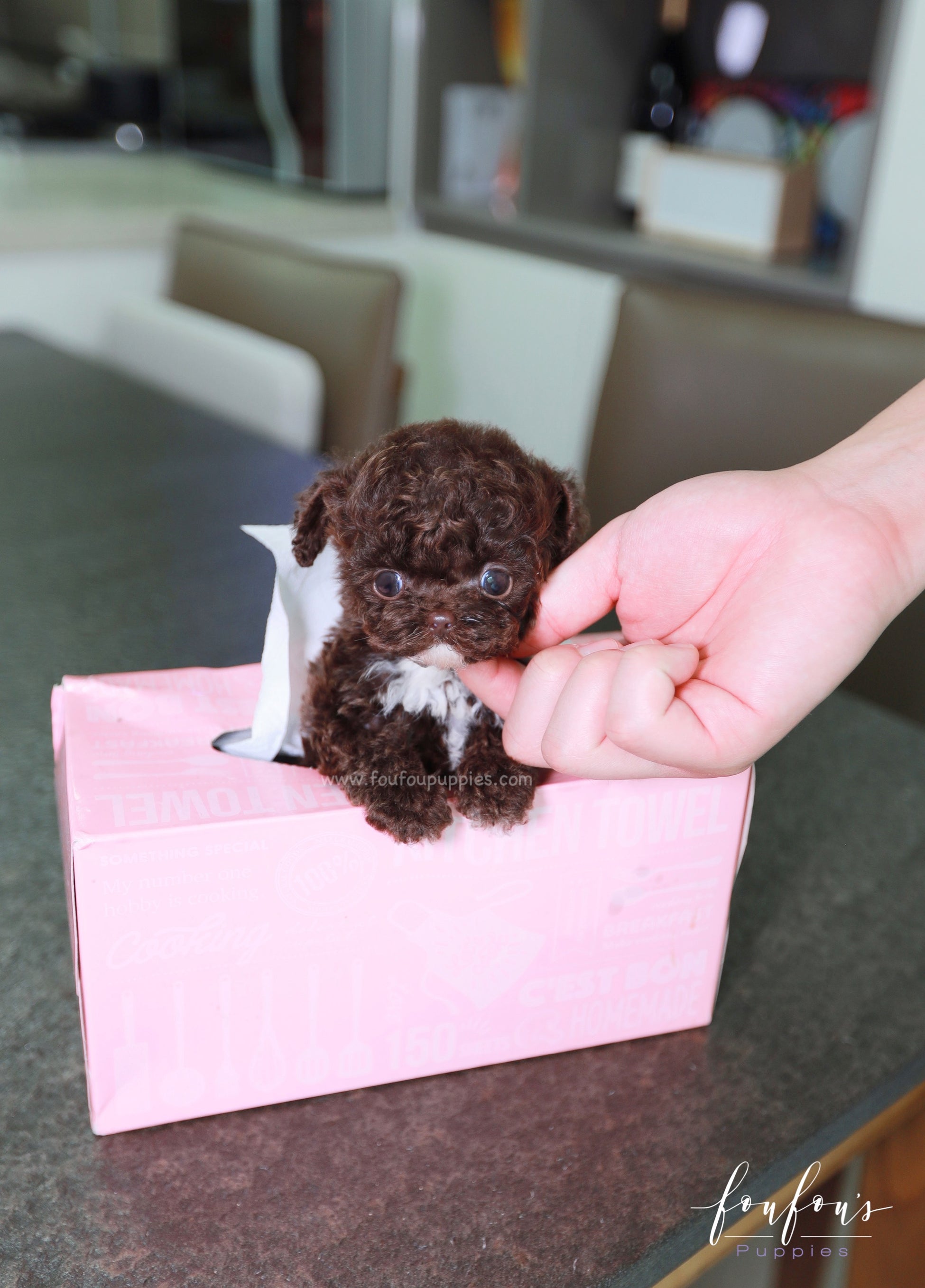 Mocha - Poodle F. – Foufou Puppies