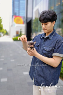 Choco - Chihuahua f. – Foufou Puppies