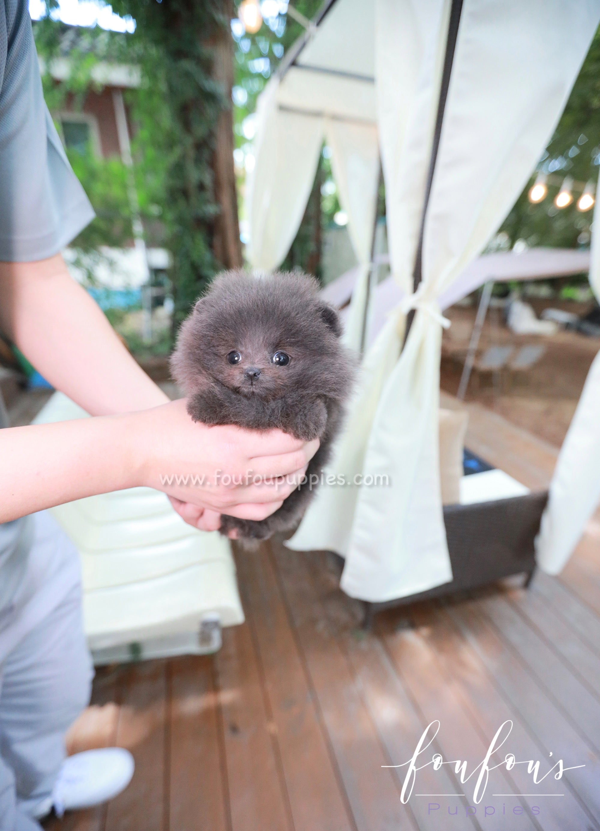 Bluey - Pomeranian M. – Foufou Puppies