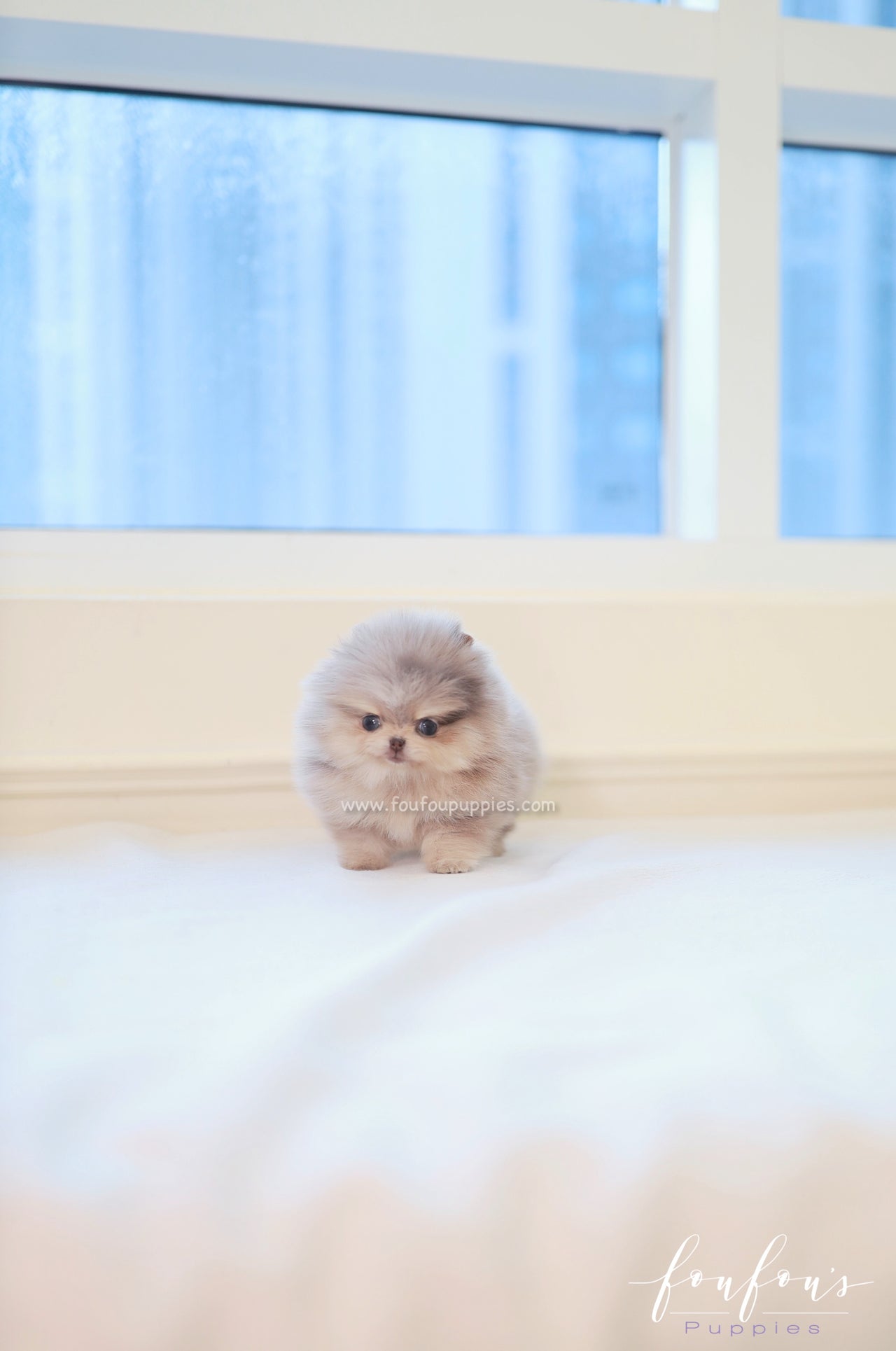 Teacup Pomeranian Puppies for Sale | Micro Toy Pomsky – Foufou Puppies