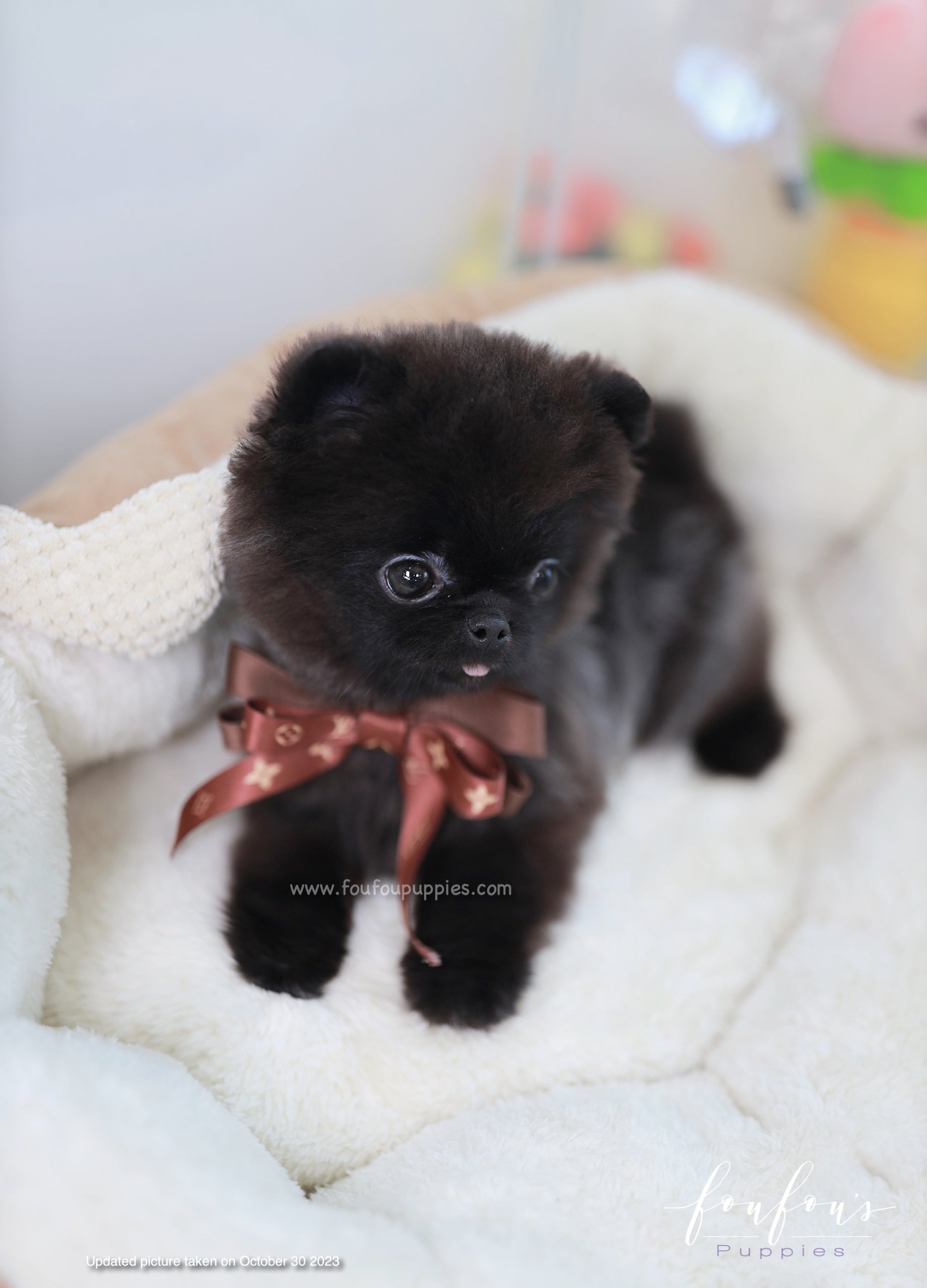 Collections – Foufou Puppies