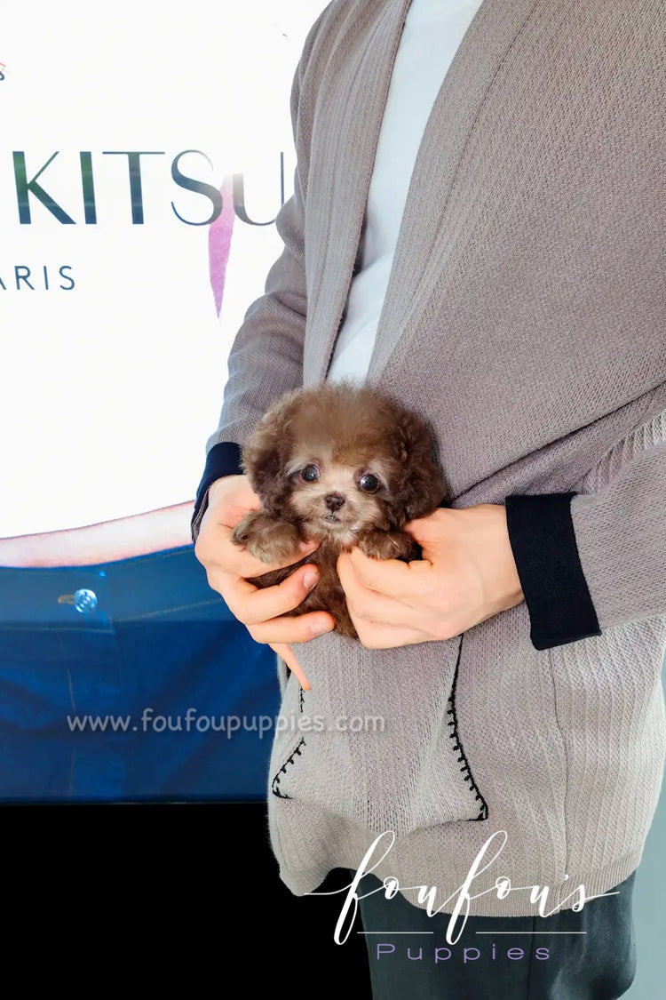 Toffee - Poodle F. – Foufou Puppies