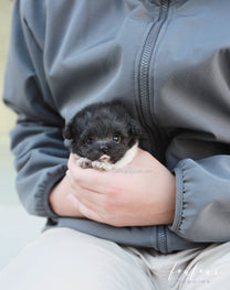Snoopy - Poodle M. – Foufou Puppies