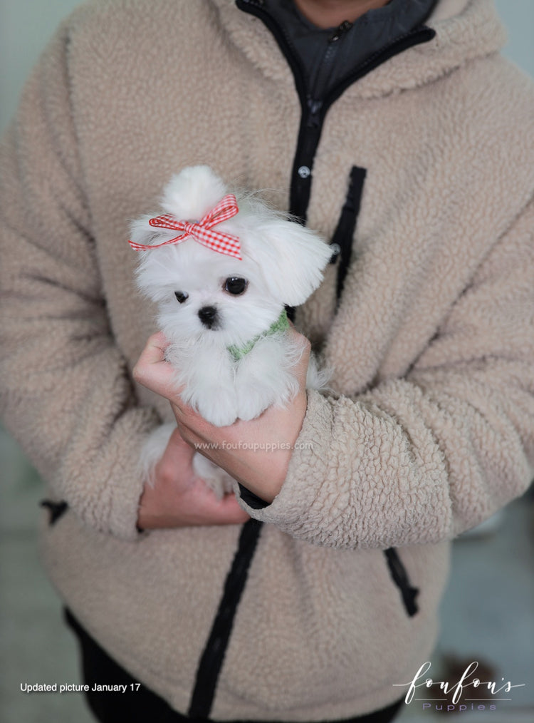 Teacup Maltese for Sale | Mini Toy Maltese Puppies – Foufou Puppies