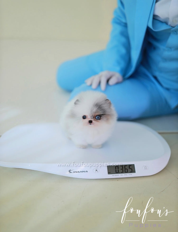 Teacup Pomeranian Puppies for Sale | Micro Toy Pomsky – Foufou Puppies