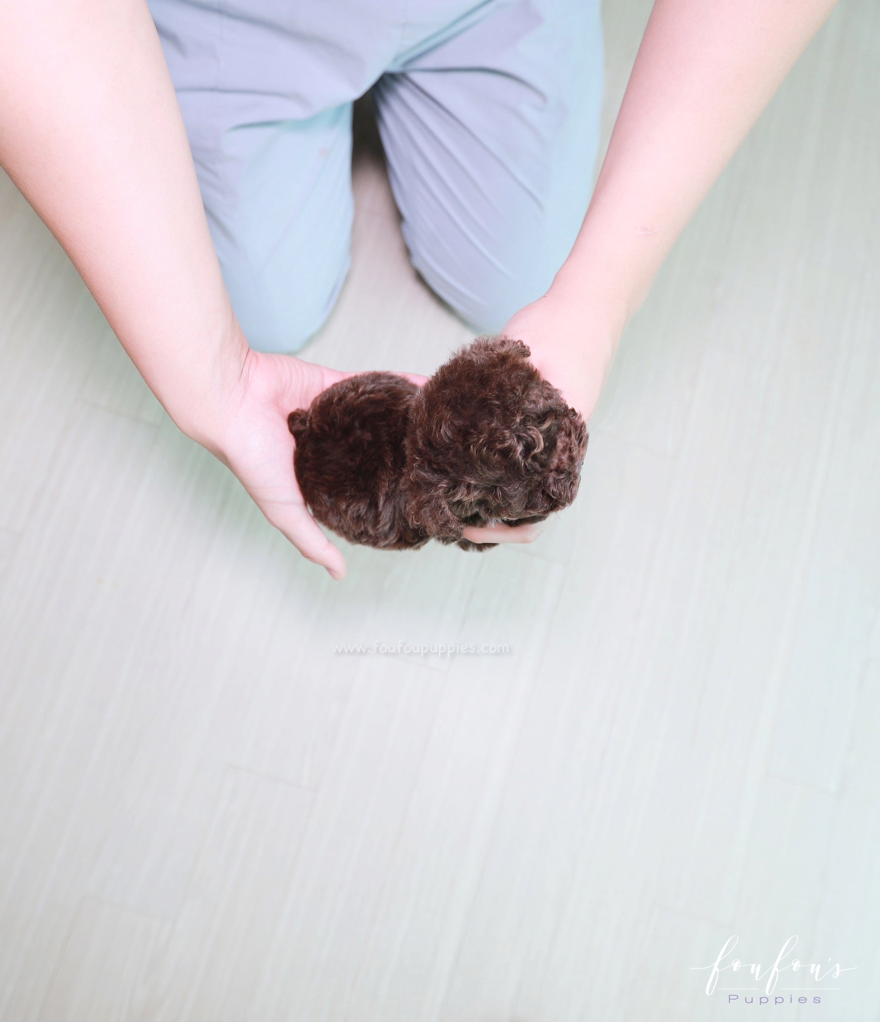 Mocha - Poodle F. – Foufou Puppies