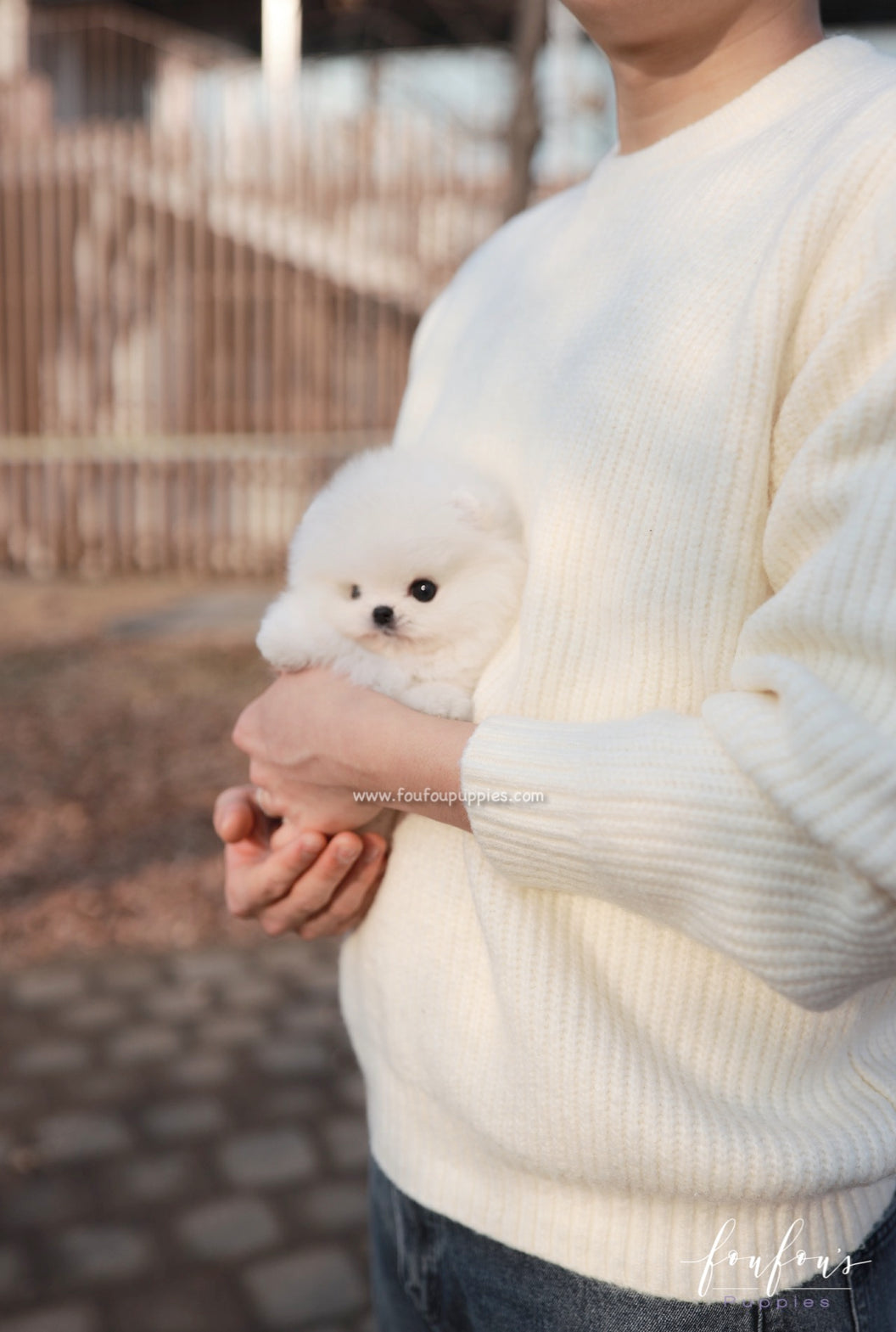 Teacup Pomeranian Puppies for Sale | Micro Toy Pomsky – Foufou Puppies