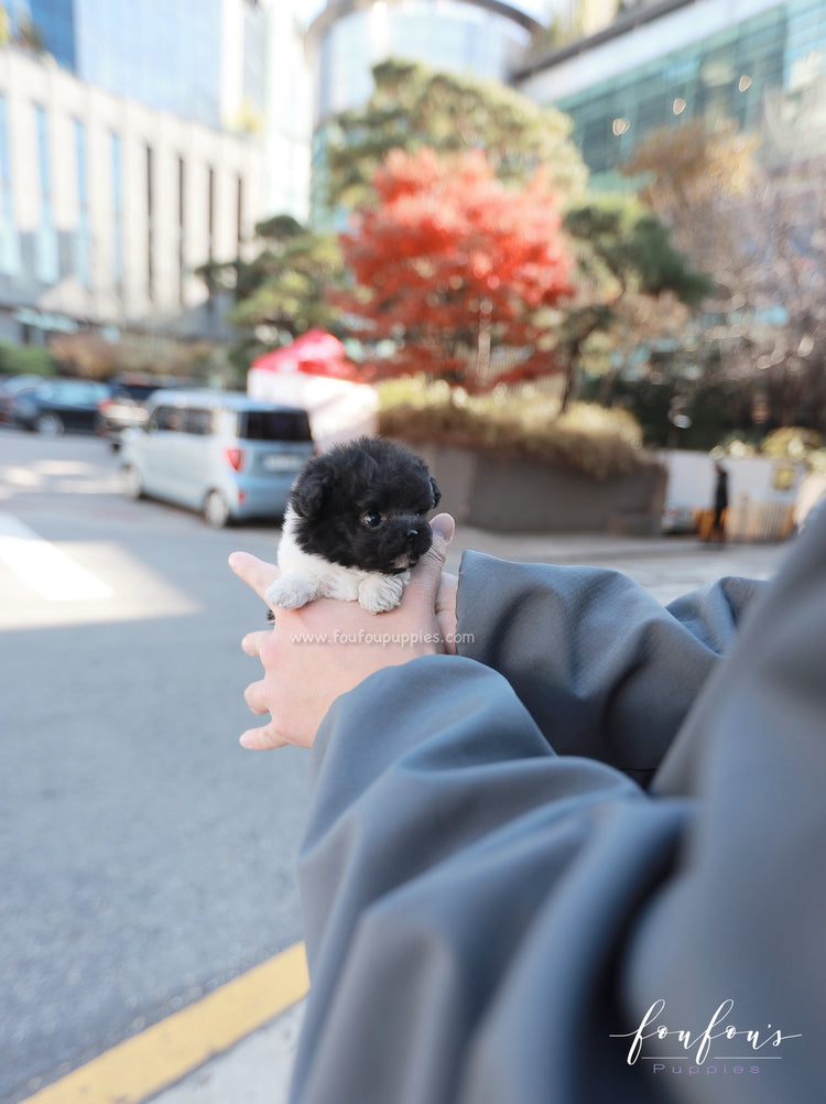 Snoopy - Poodle M. – Foufou Puppies