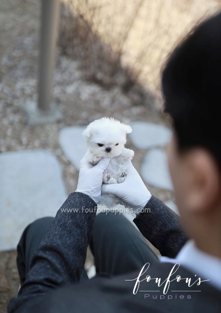 Teacup Maltese for Sale | Mini Toy Maltese Puppies – Foufou Puppies