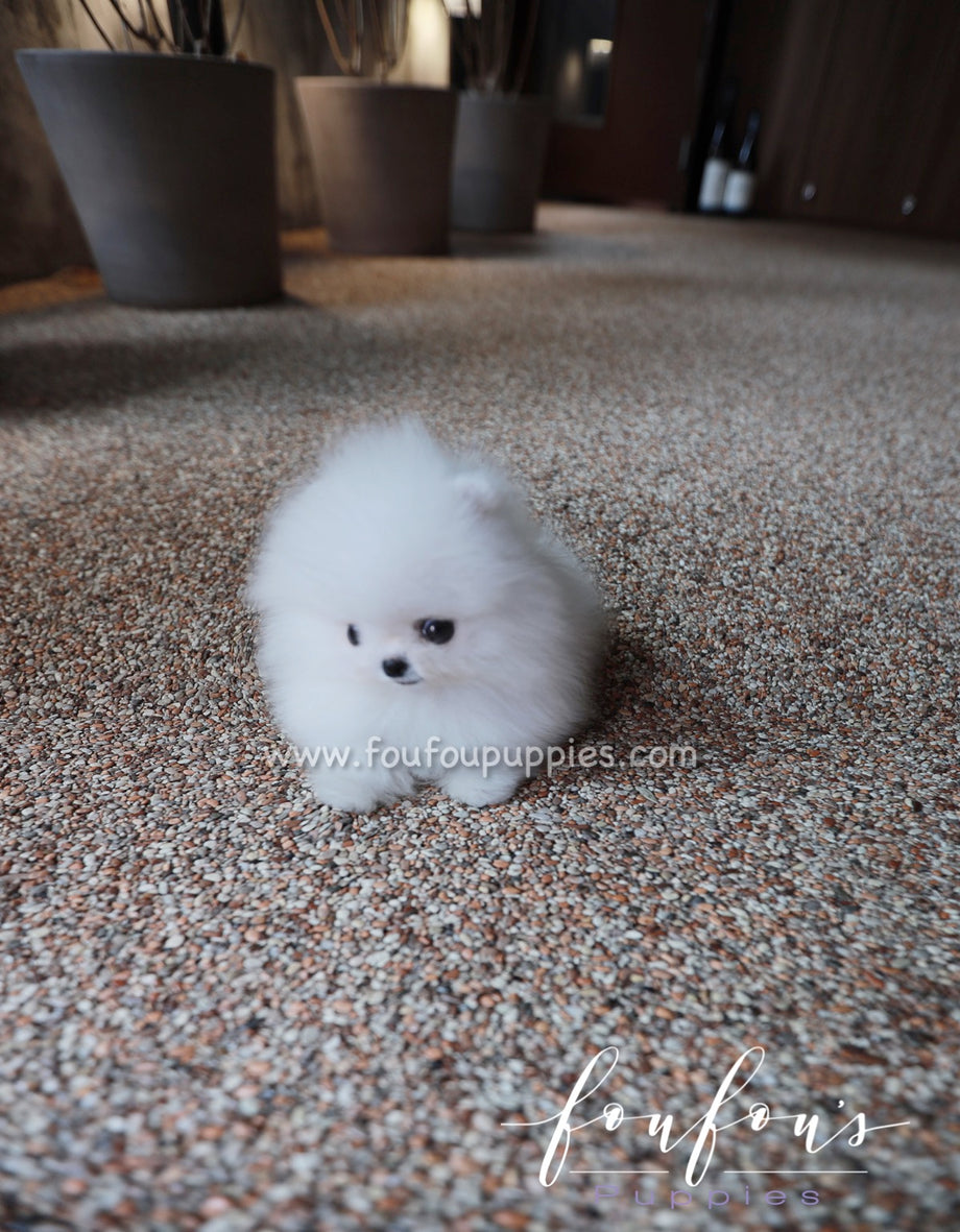 Teacup Pomeranian Puppies for Sale | Micro Toy Pomsky – Page 2 – Foufou ...