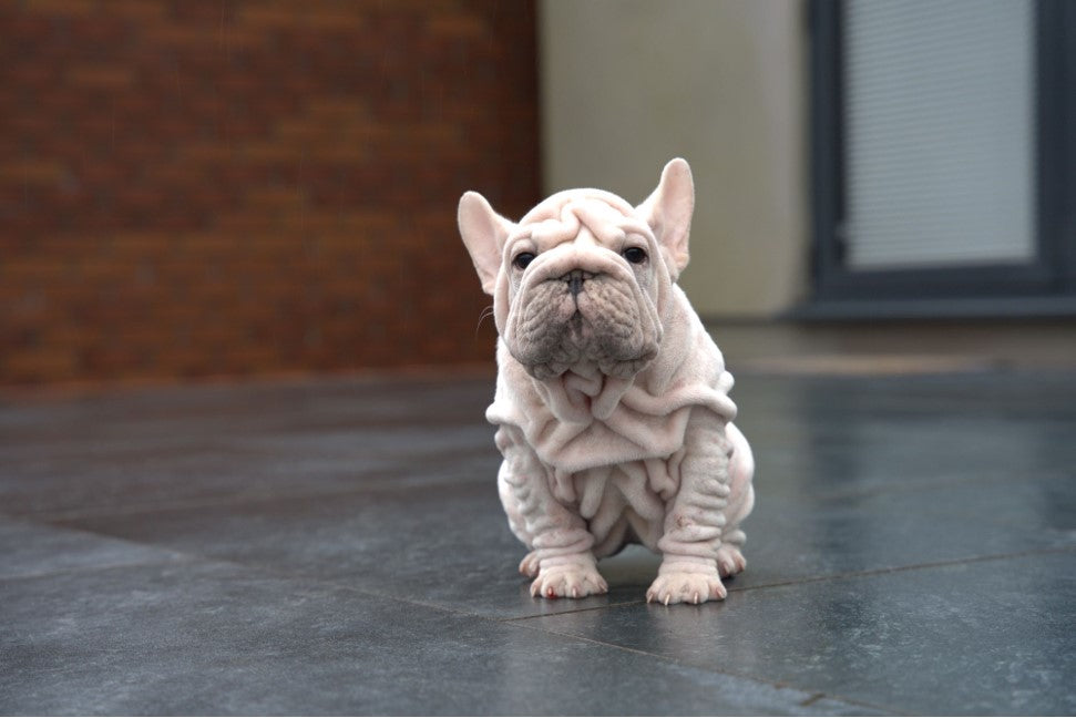 Velvet Bulldog – Foufou Puppies