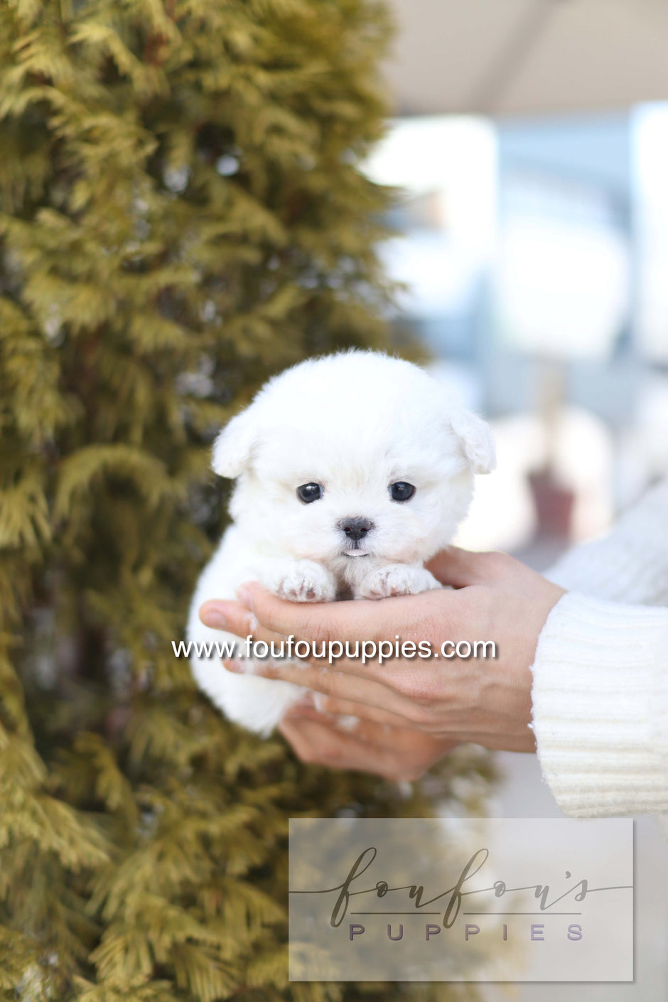 AVAILABLE PUPPIES – Foufou Puppies