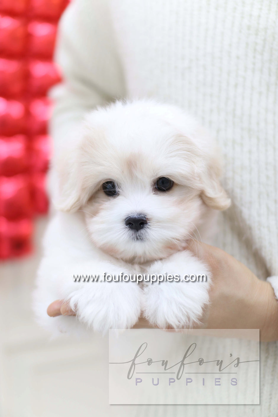 AVAILABLE PUPPIES – Foufou Puppies