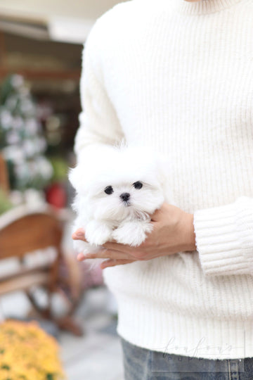 Teacup Puppies | Teacup Puppy for Sale | Miniature Toy Dogs – Foufou ...