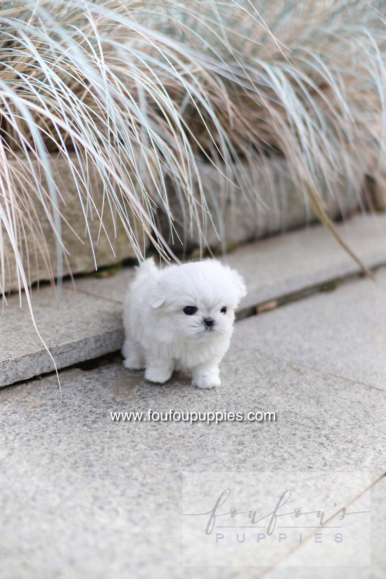 Teacup Puppies | Teacup Puppy for Sale | Miniature Toy Dogs – Foufou ...