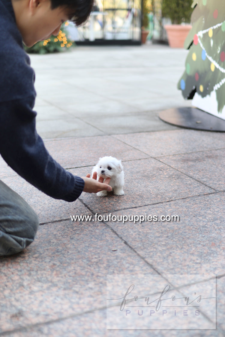 Teacup Puppies | Teacup Puppy for Sale | Miniature Toy Dogs – Foufou ...
