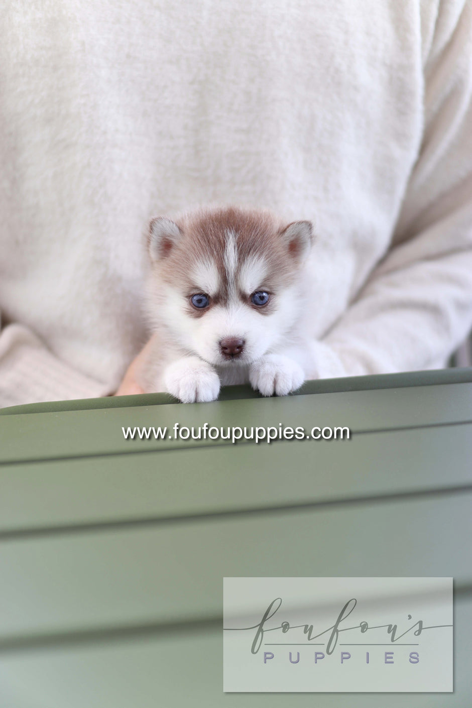 AVAILABLE PUPPIES – Foufou Puppies