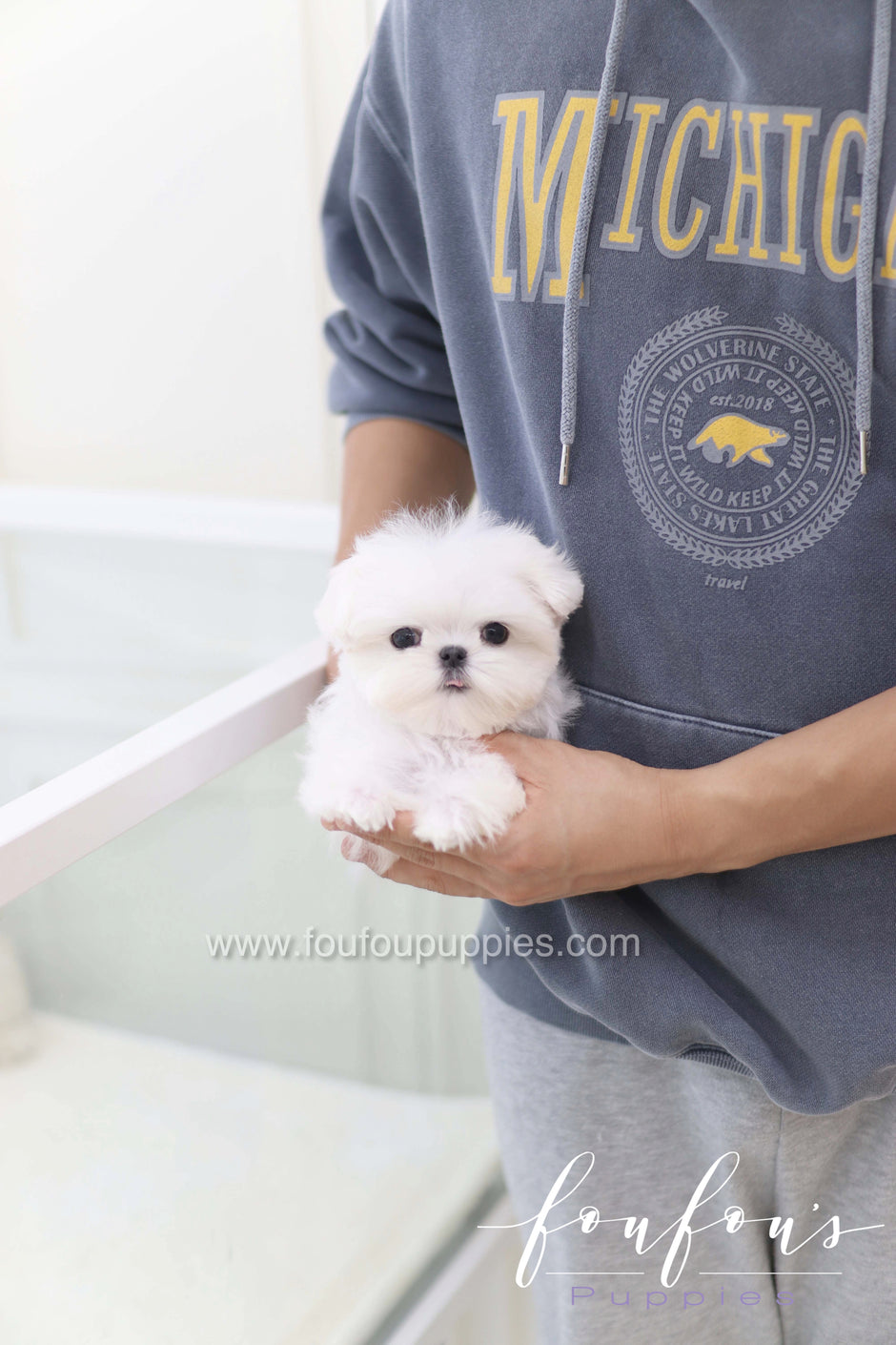 Teacup Puppies | Teacup Puppy for Sale | Miniature Toy Dogs – Foufou ...