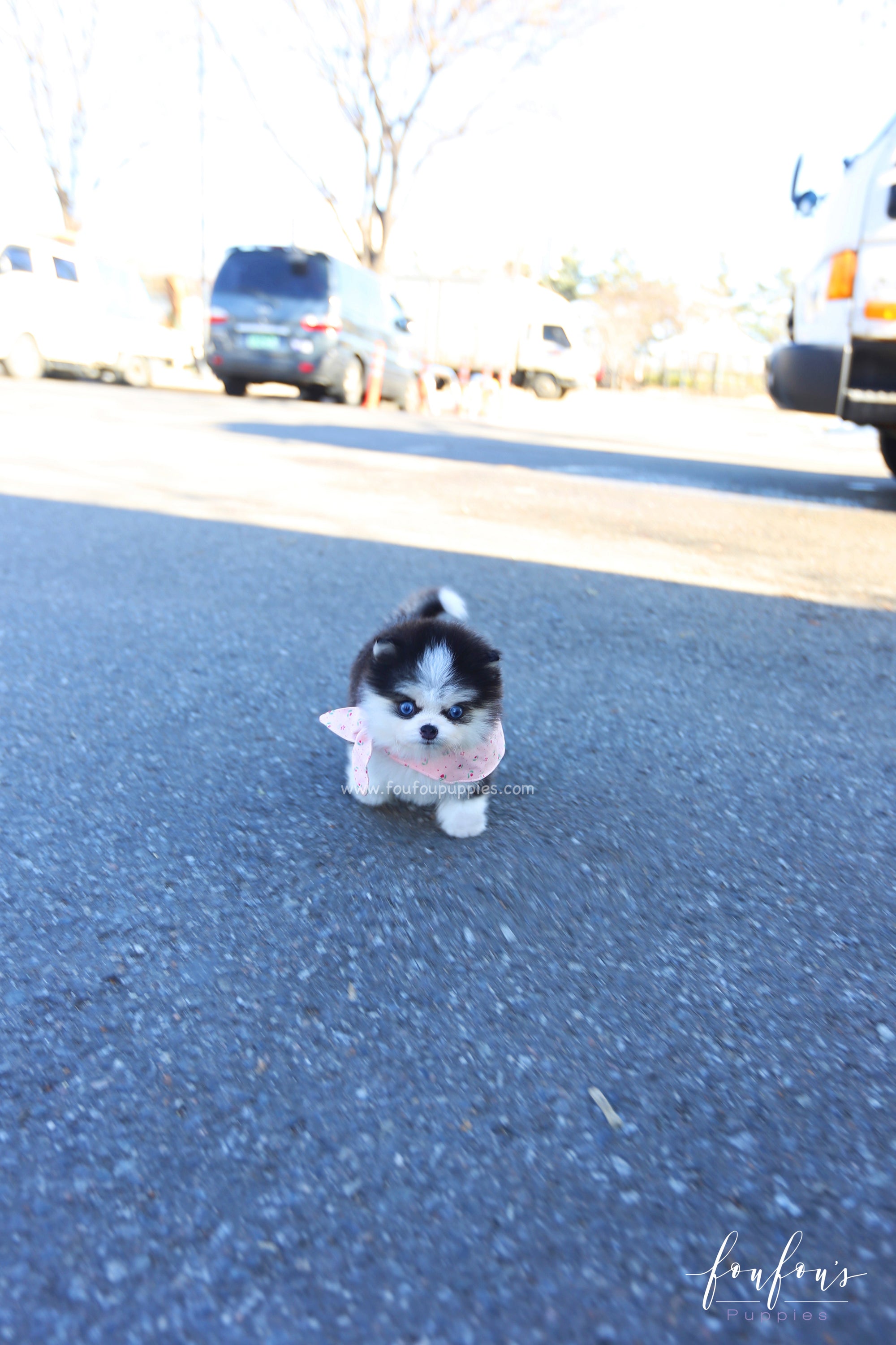 Zeus - Pomsky M. – Foufou Puppies