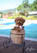 Mr. Miyagi - Poodle M. – Foufou Puppies