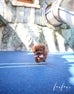 Mr. Miyagi - Poodle M. – Foufou Puppies