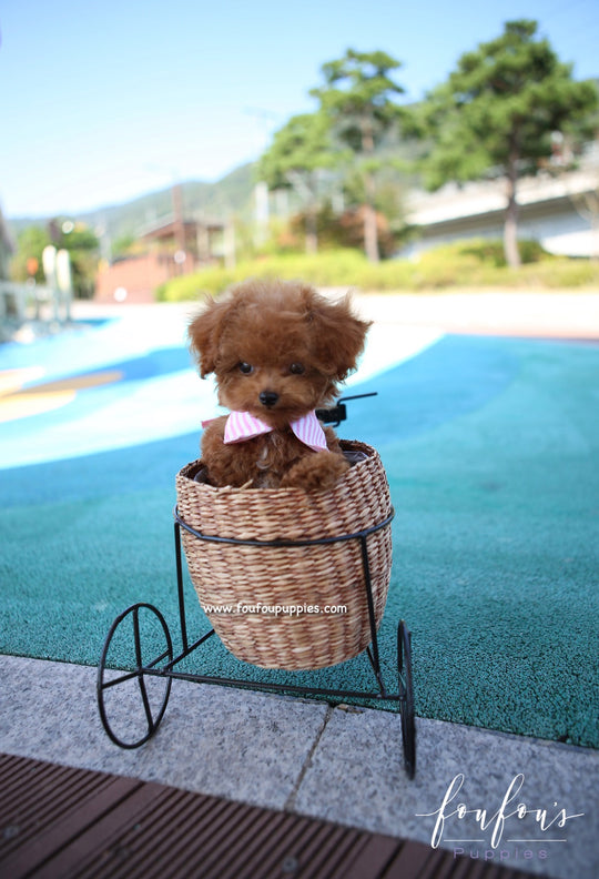 Mr. Miyagi - Poodle M. – Foufou Puppies