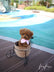 Mr. Miyagi - Poodle M. – Foufou Puppies