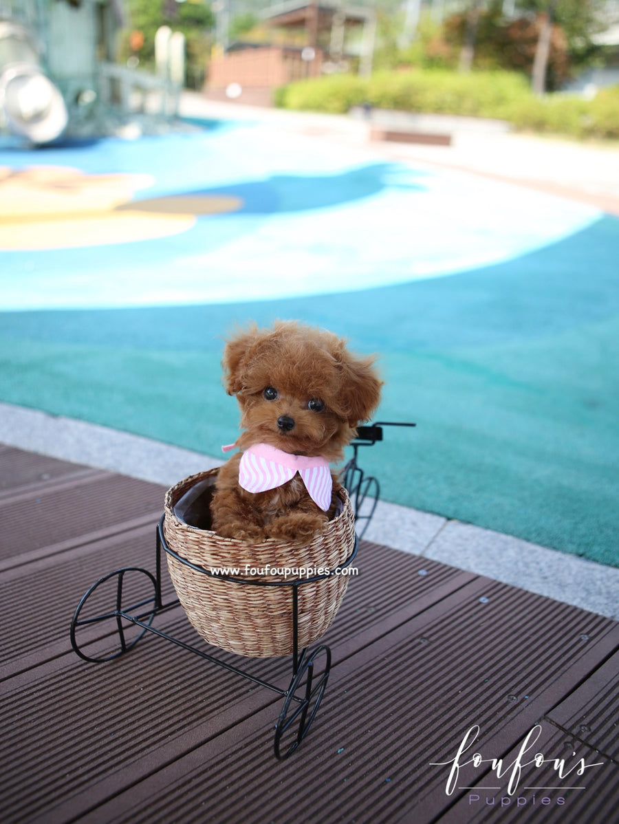 Mr. Miyagi - Poodle M. – Foufou Puppies