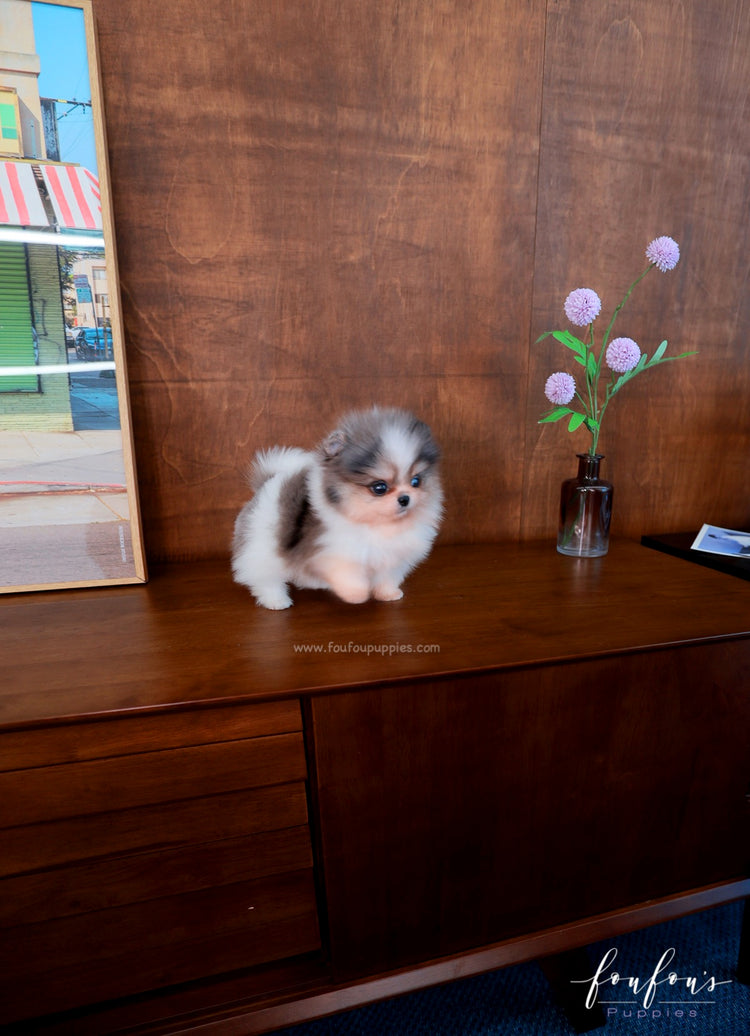 Teacup Pomeranian Puppies for Sale | Micro Toy Pomsky – Page 8 – Foufou ...