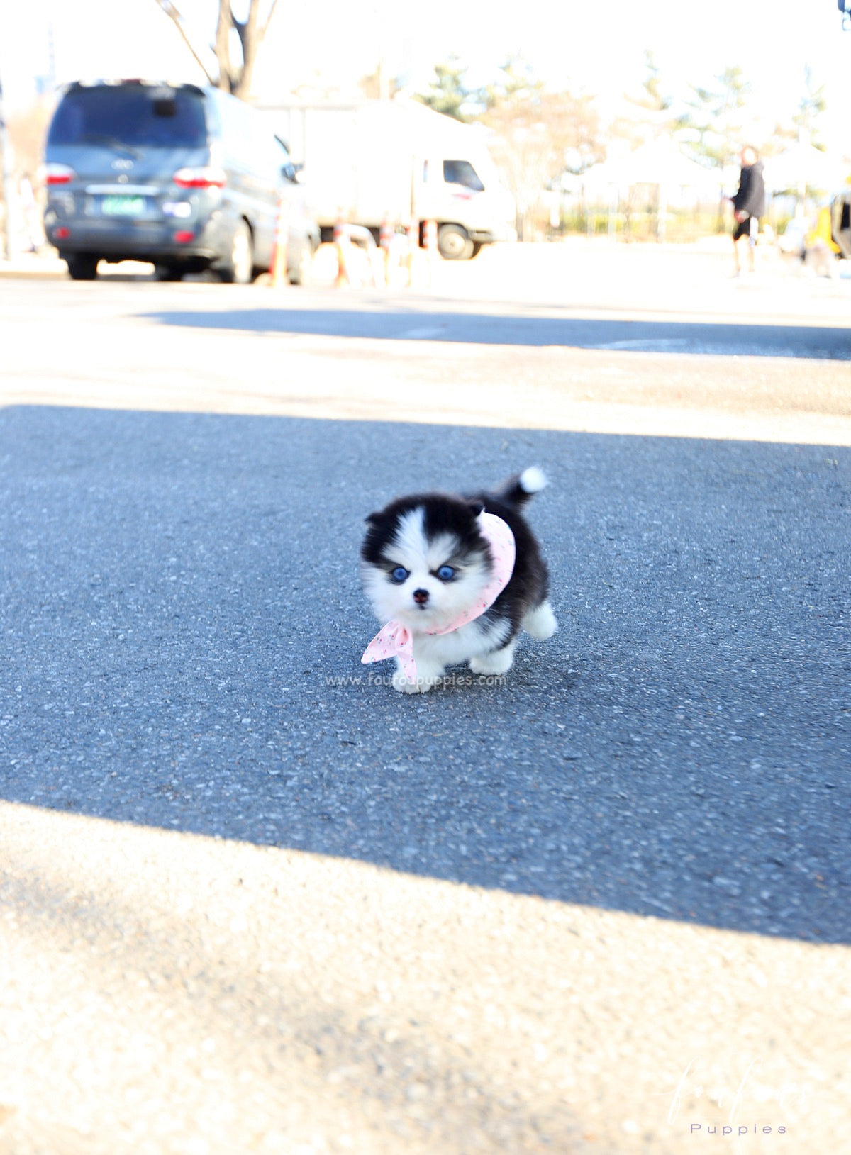 Zeus - Pomsky M. – Foufou Puppies