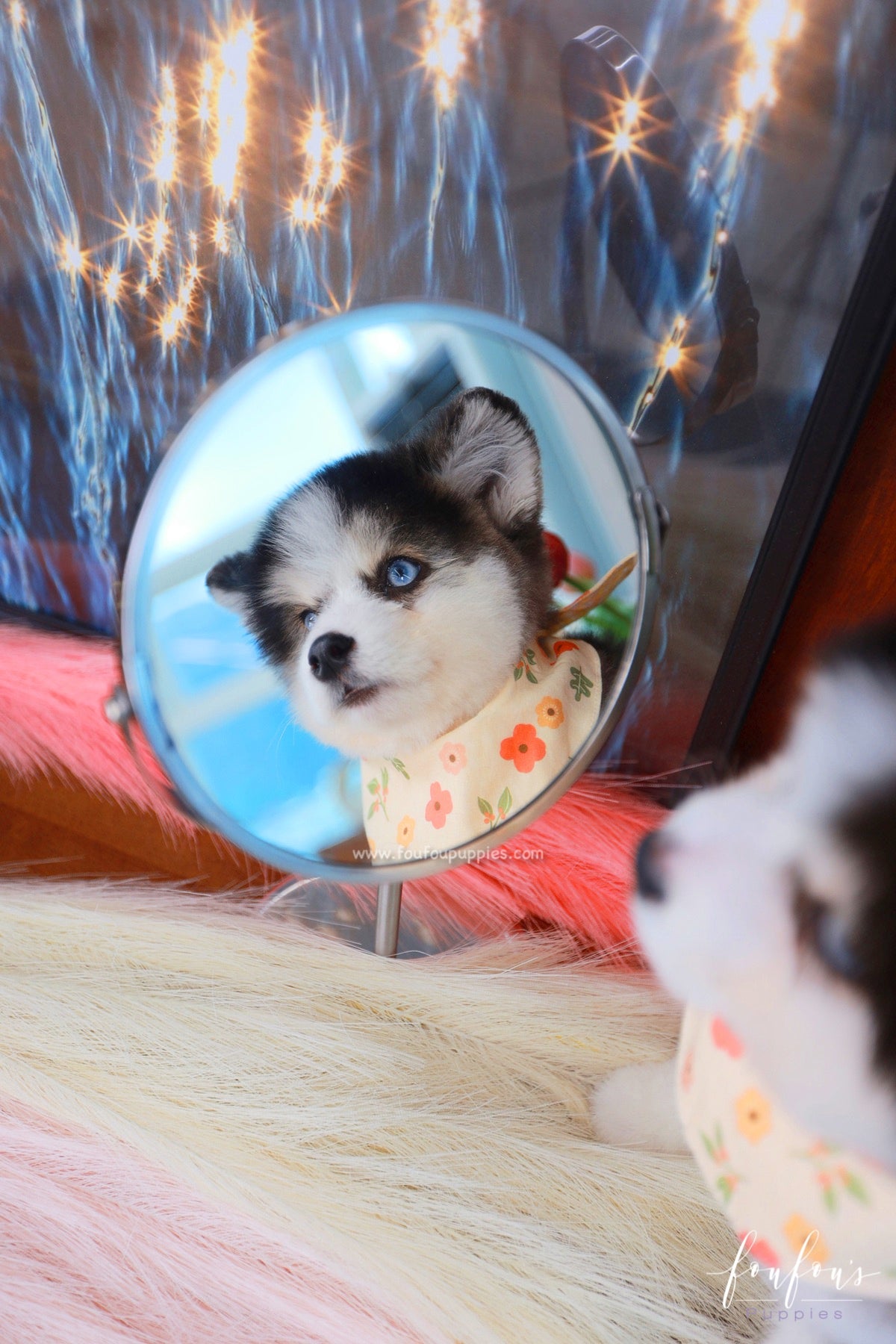 Zeus - Pomsky M. – Foufou Puppies