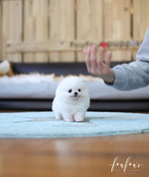 Belle - Pomeranian F. – Foufou Puppies
