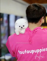 Belle - Pomeranian F. – Foufou Puppies