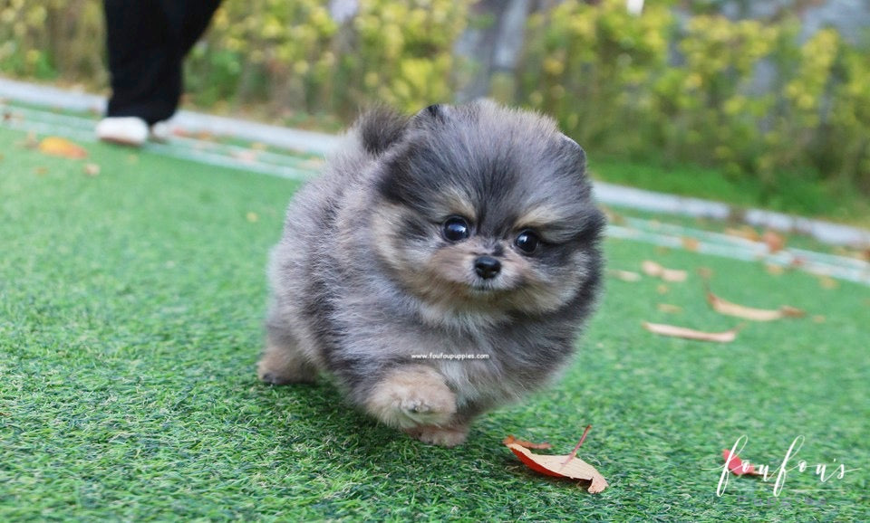Teacup Pomeranian Puppies for Sale | Micro Toy Pomsky – Page 7 – Foufou ...