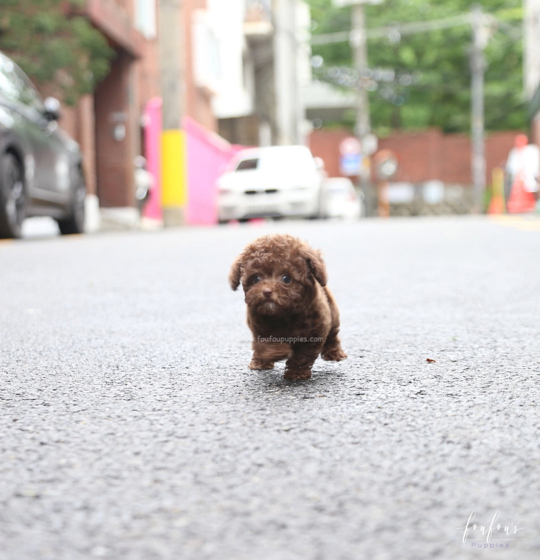 Mocha - Poodle F. – Foufou Puppies