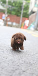 Mocha - Poodle F. – Foufou Puppies